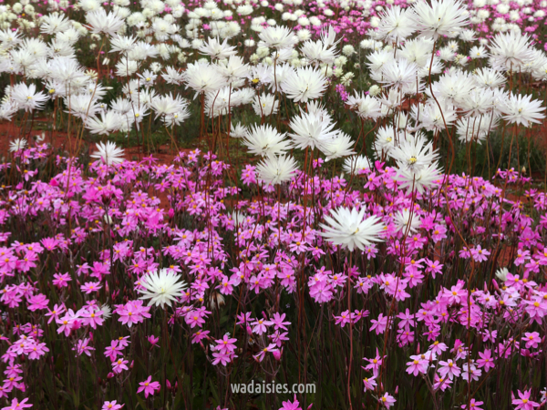 WA Daisies Home